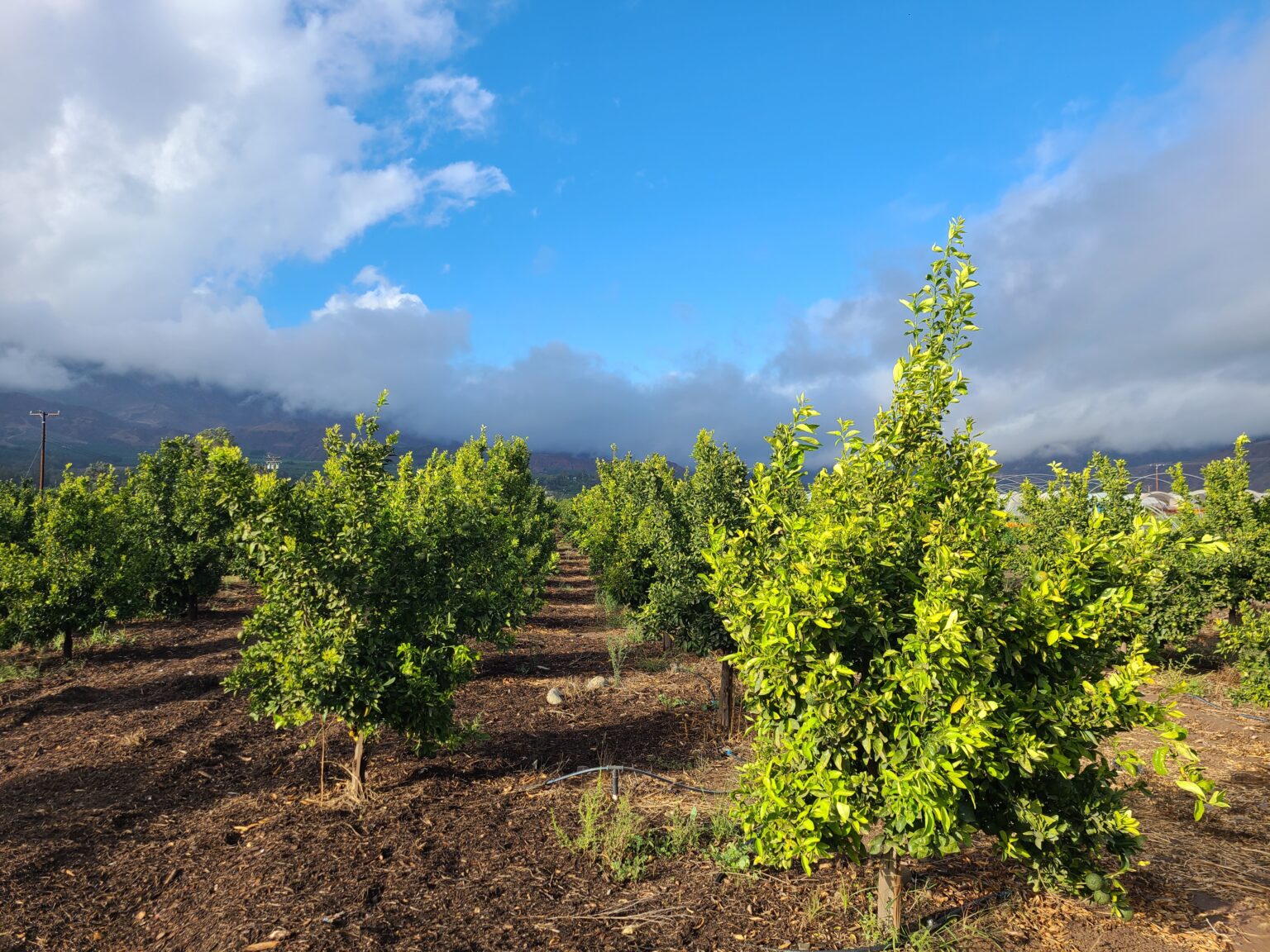 Pest Exclusion & Plant Quarantine – Agriculture / Weights & Measures