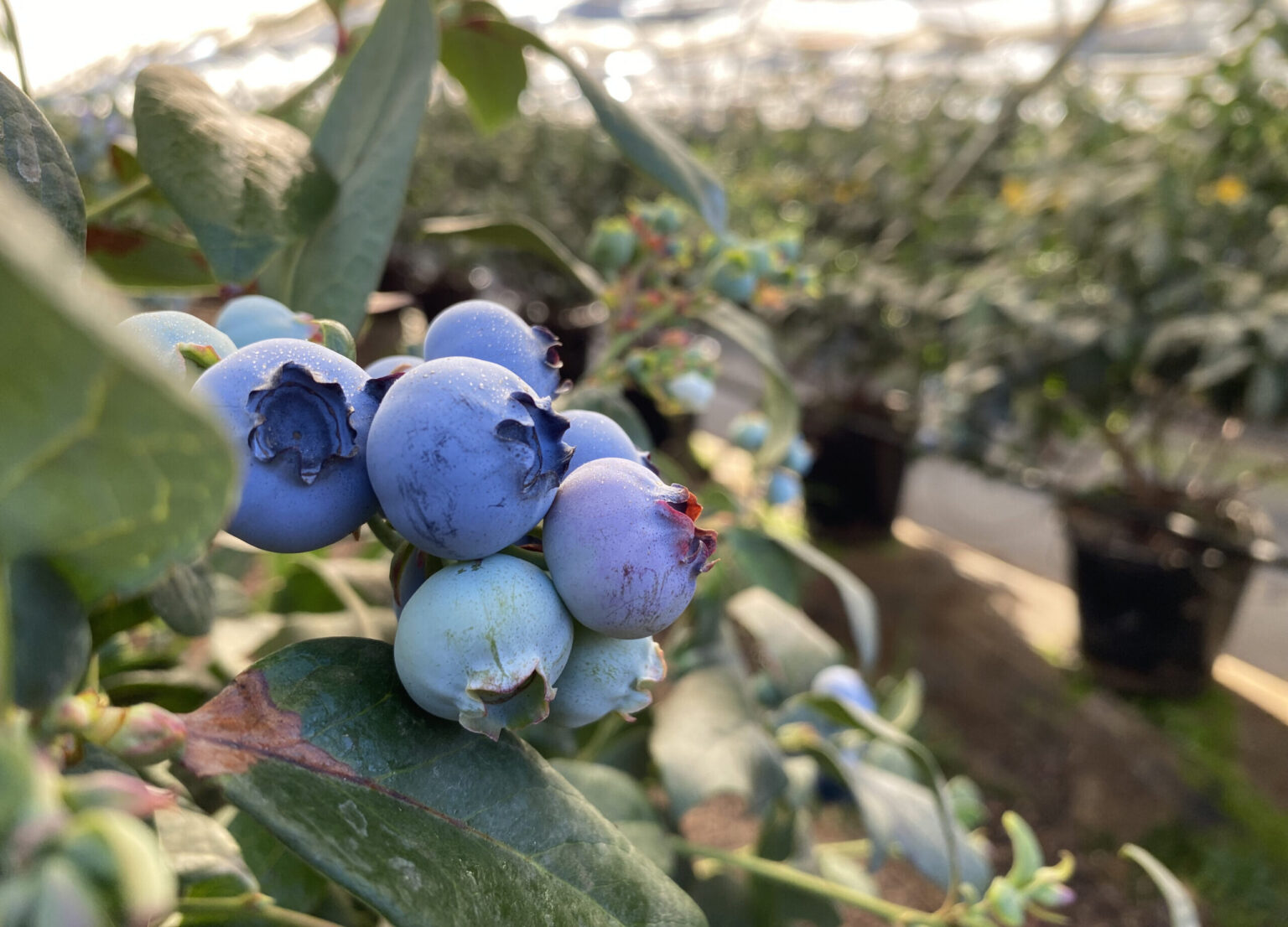 Agriculture / Weights & Measures