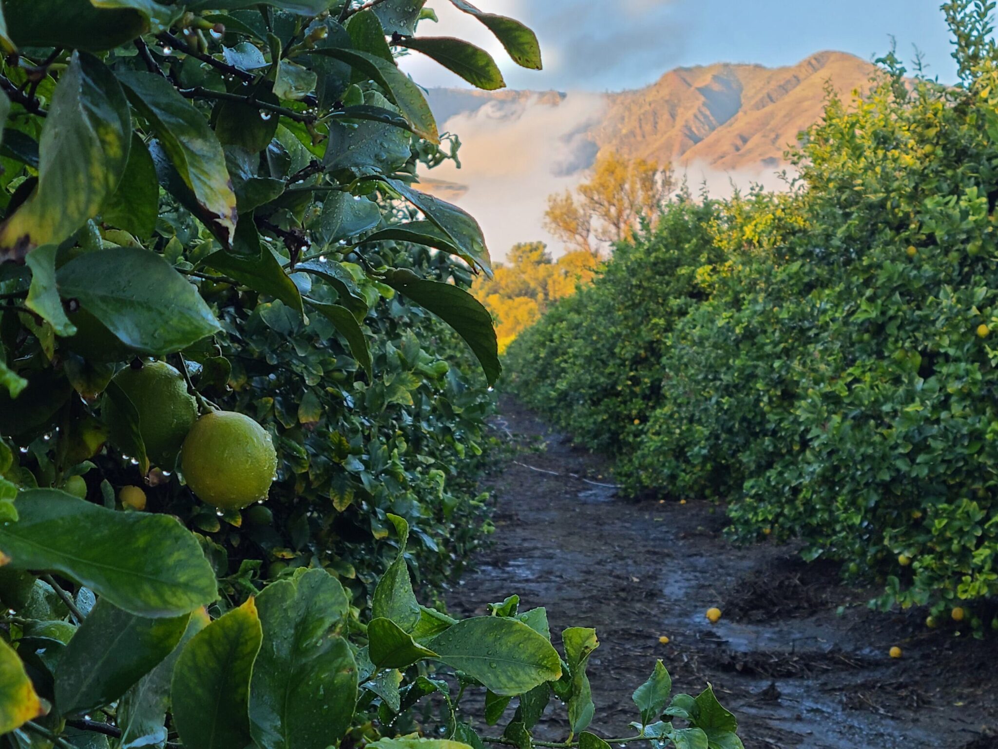 SALC Grants – Agriculture / Weights & Measures